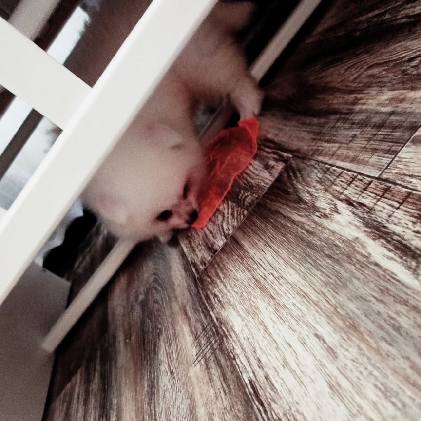 Продам собачку Шпиц