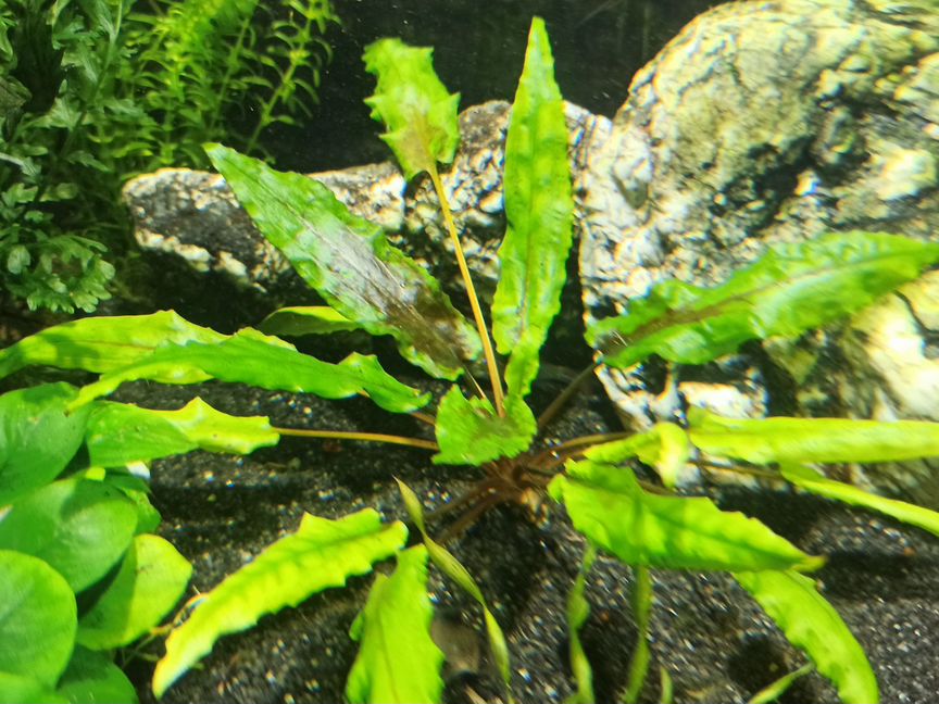 Аквариумные растения