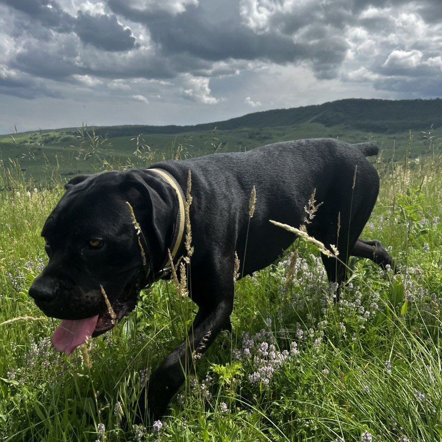 Девочка Кане Корсо ищёт друга на вязку