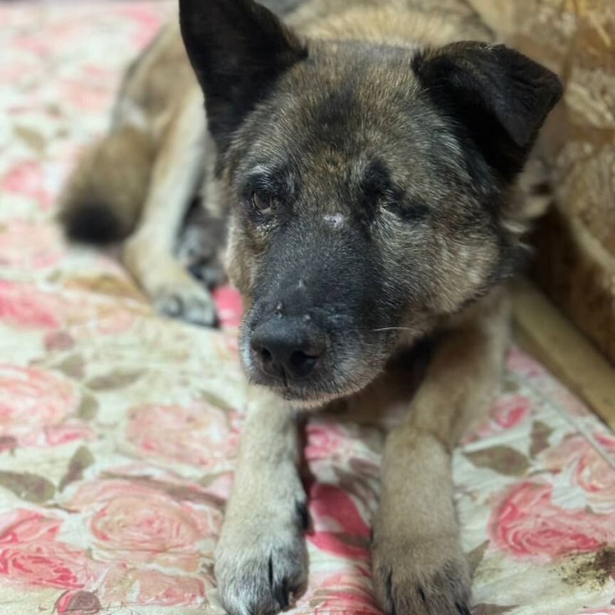 Спасите ее, ищет дом