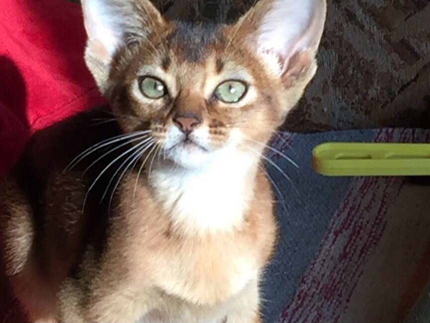 Ушастые красавчики