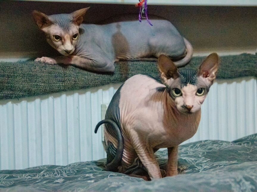 Канадский сфинкс котенок девочка