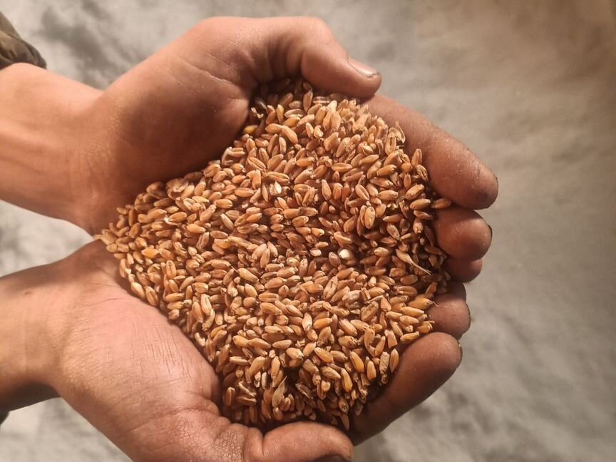 Пшеница 3 класс