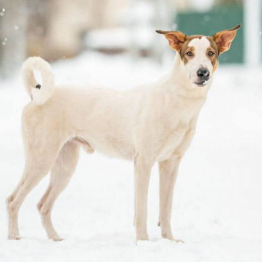 Красивый пёсик