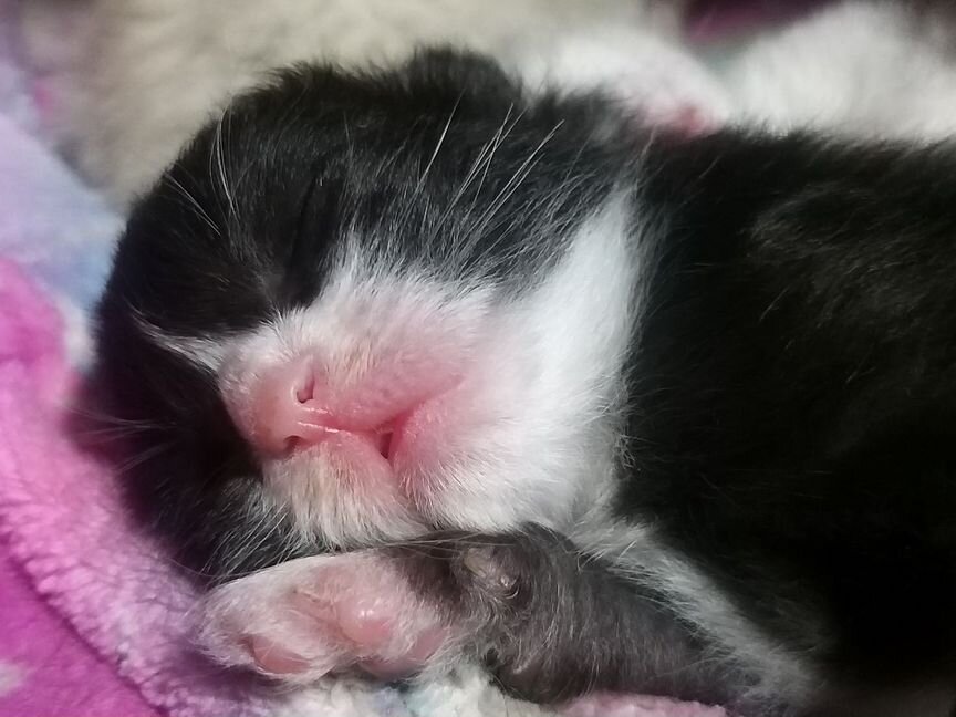 Кошка