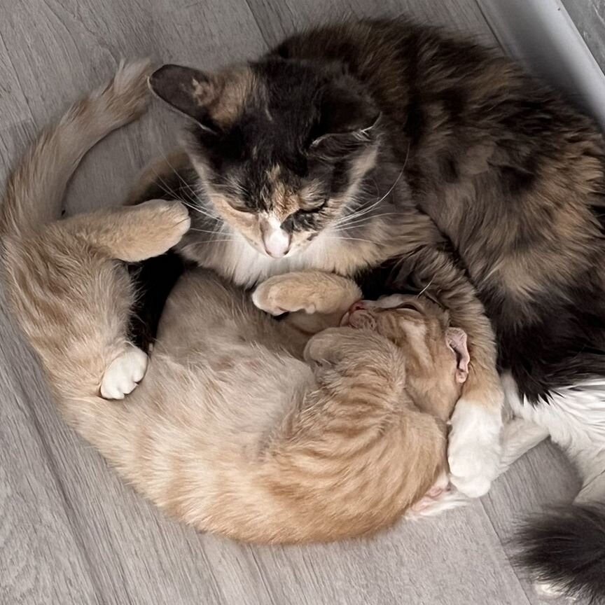 Шотландский вислоухий короткошёрстный котёнок