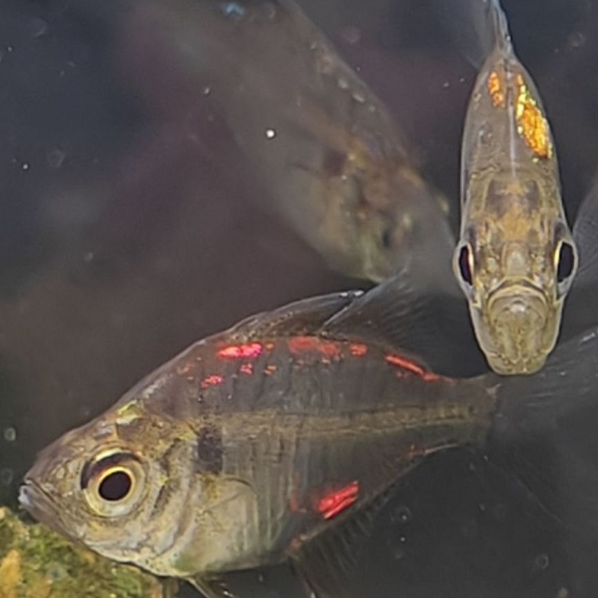 Аквариумные стеклянные окуни