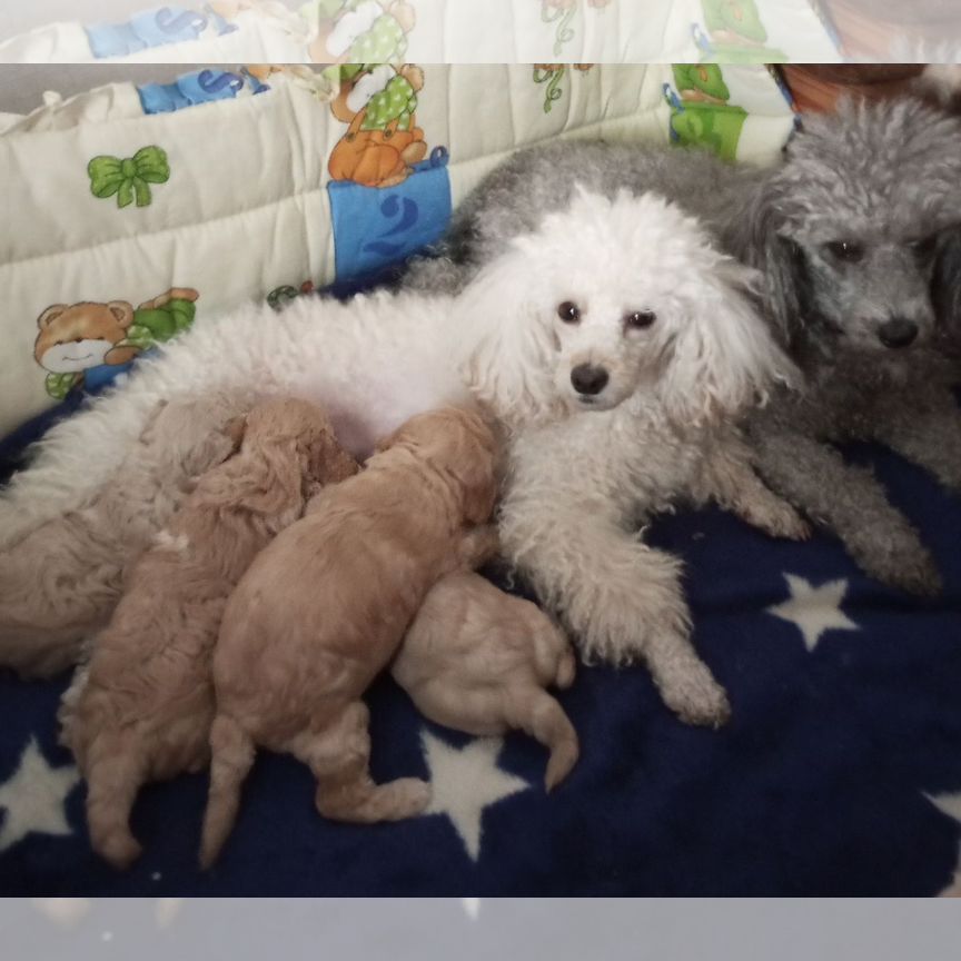 Пудель, щенок