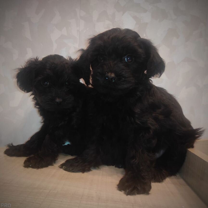 Тедди эксклюзив мальтипушечки