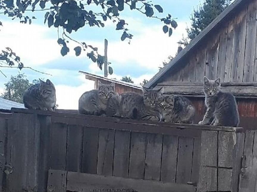 Отдам в добрые руки