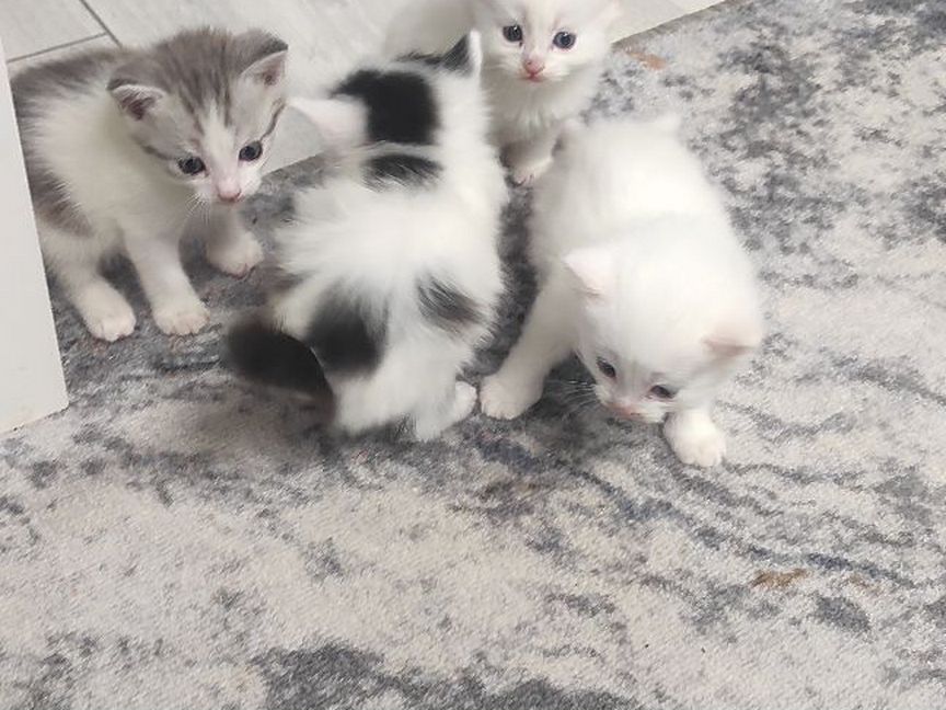 Котята