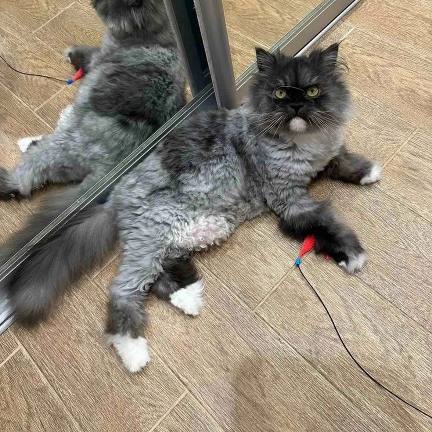 Кошечка Муся