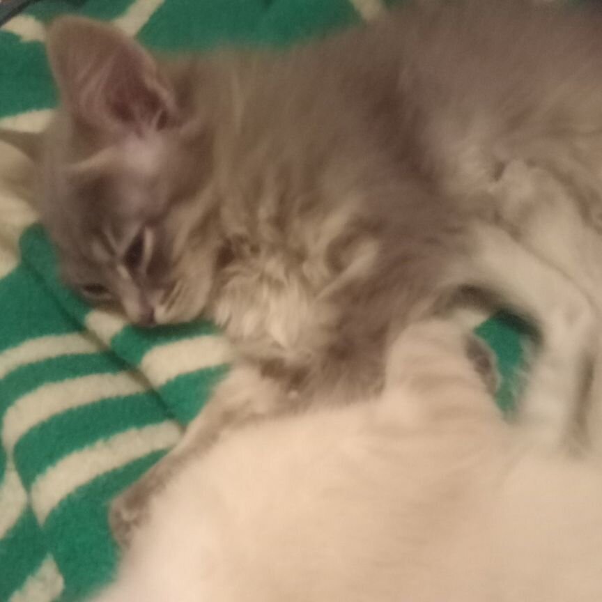 Котята в добрые руки бесплатно девочка