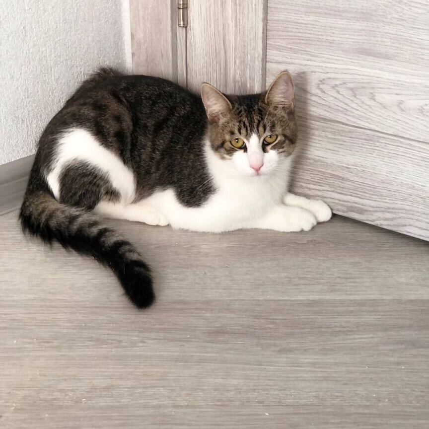 Котёнок Даниэль