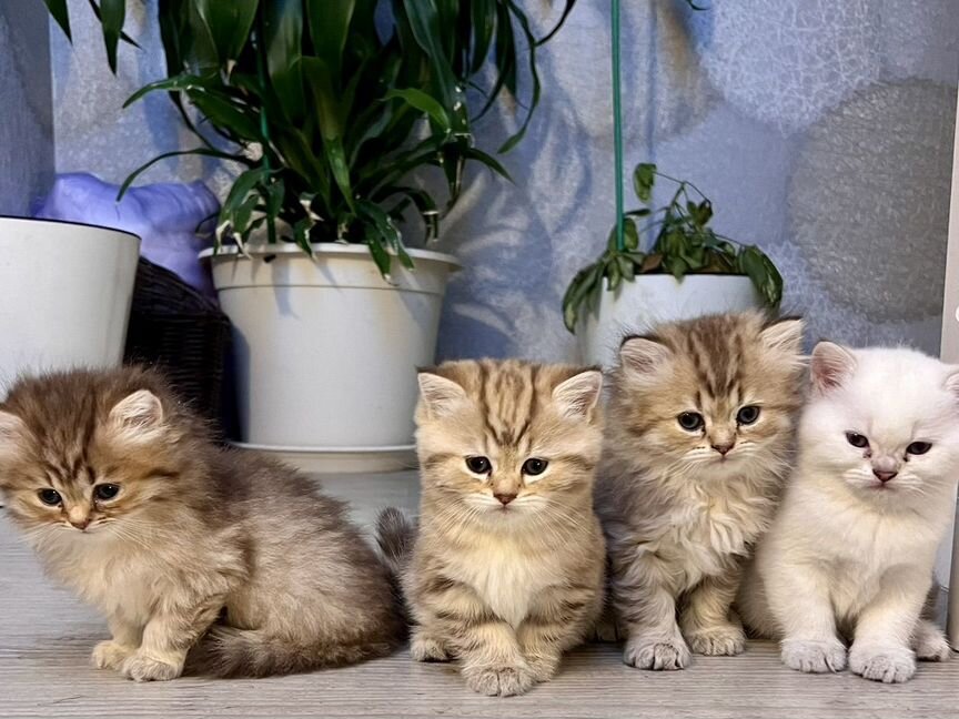 Британская кошка