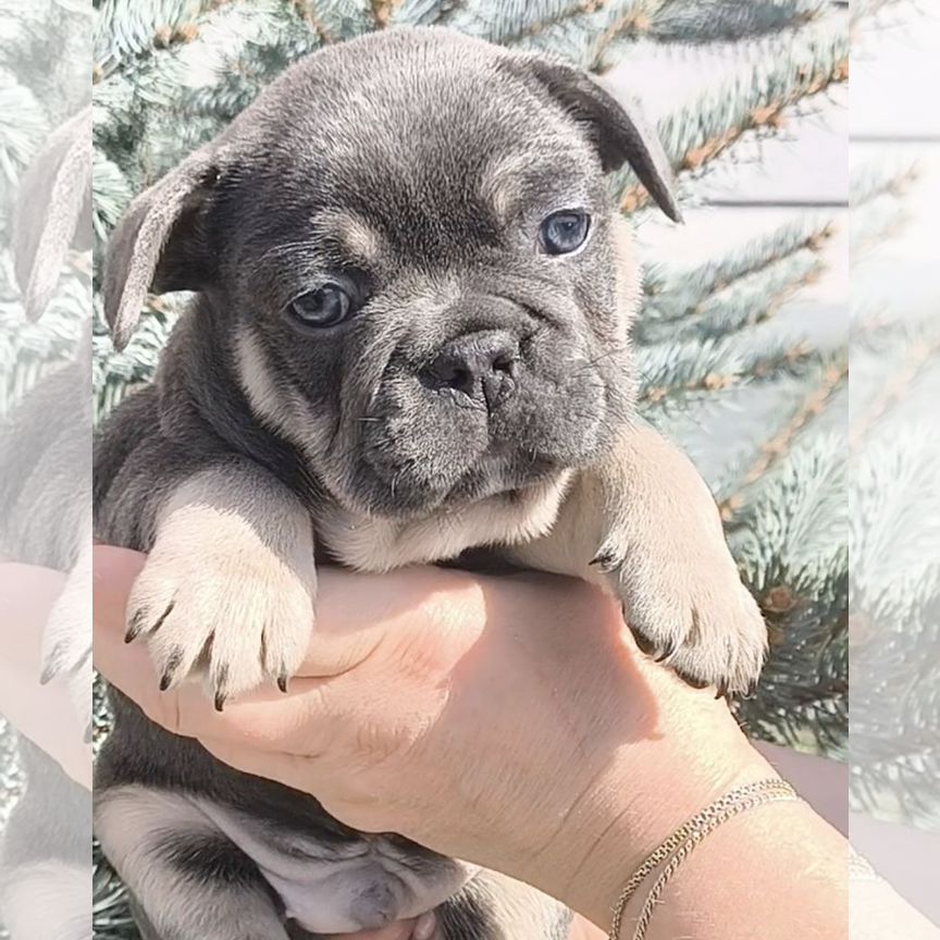 Французский бульдог, щенок