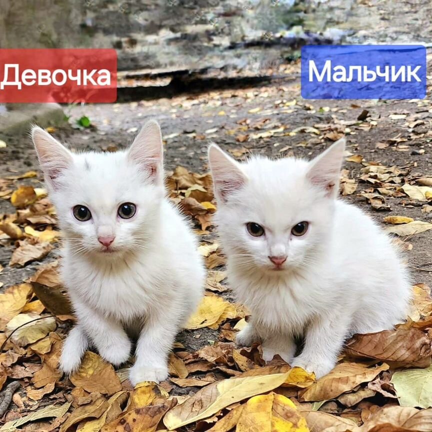 Кошки