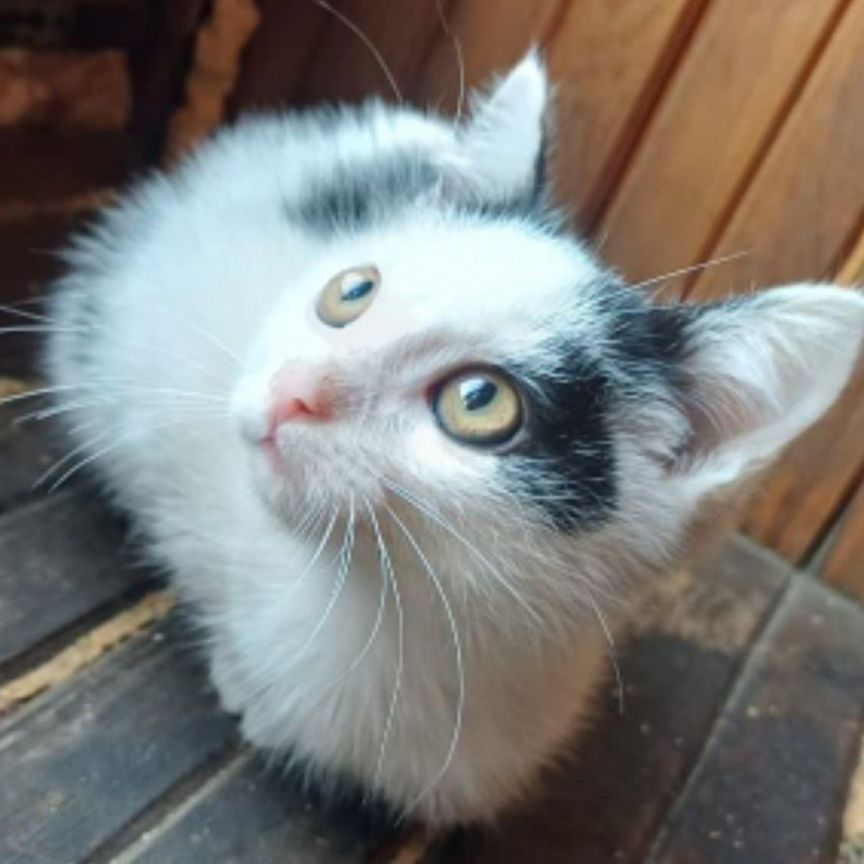 Котёнок