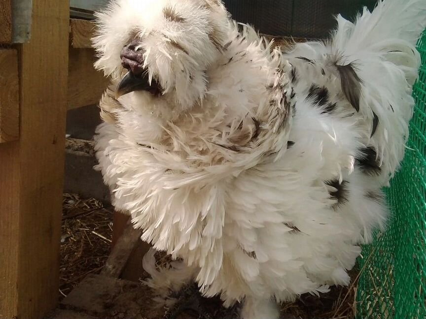 Китайские шелковые