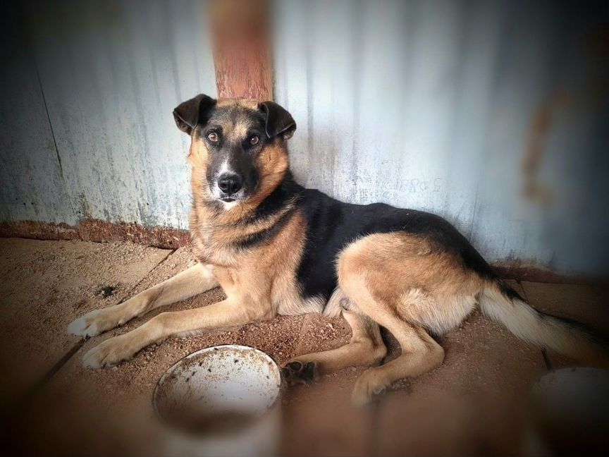 Ральф 3 года в добрые руки