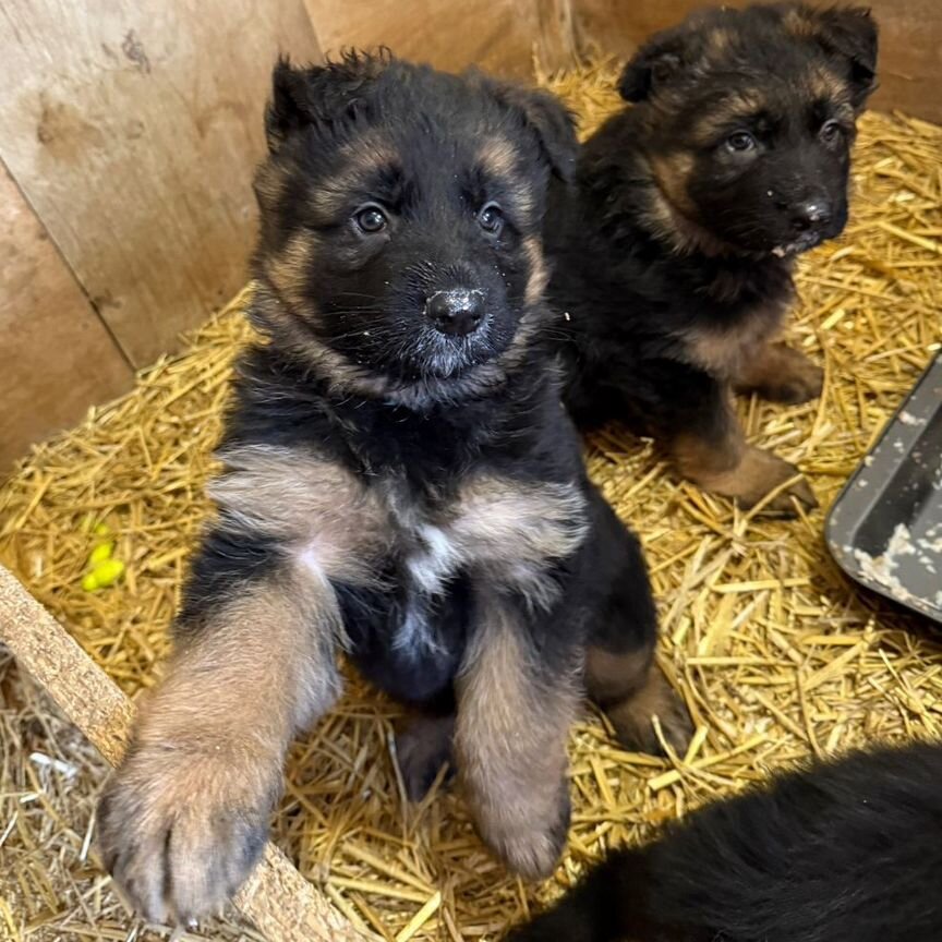 Немецкая овчарка, щенок