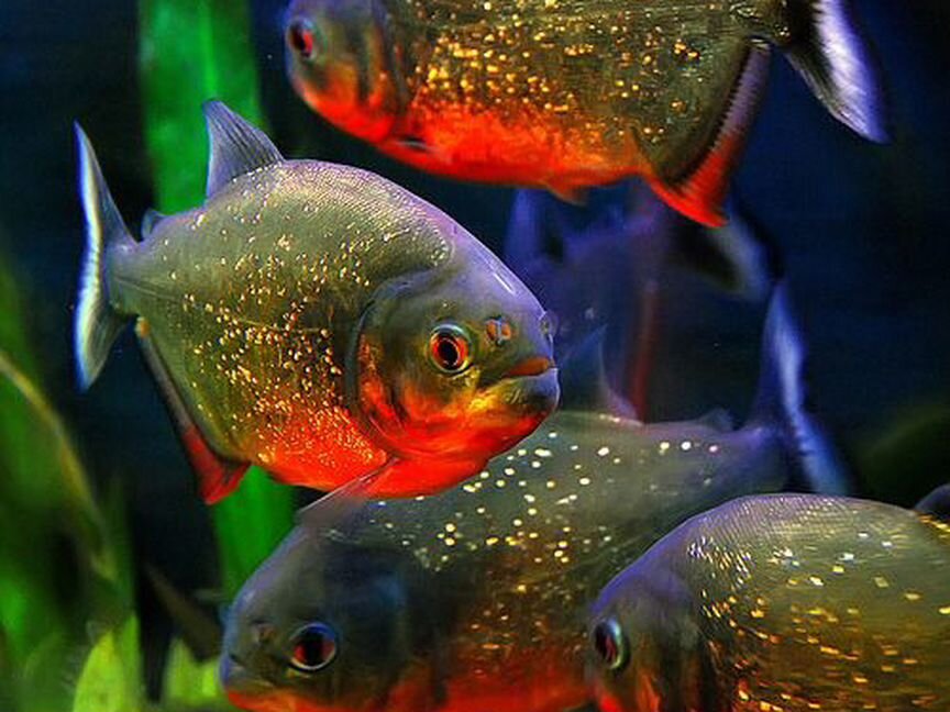 Продажа аквариумов, рыбок, кормов, оборудования