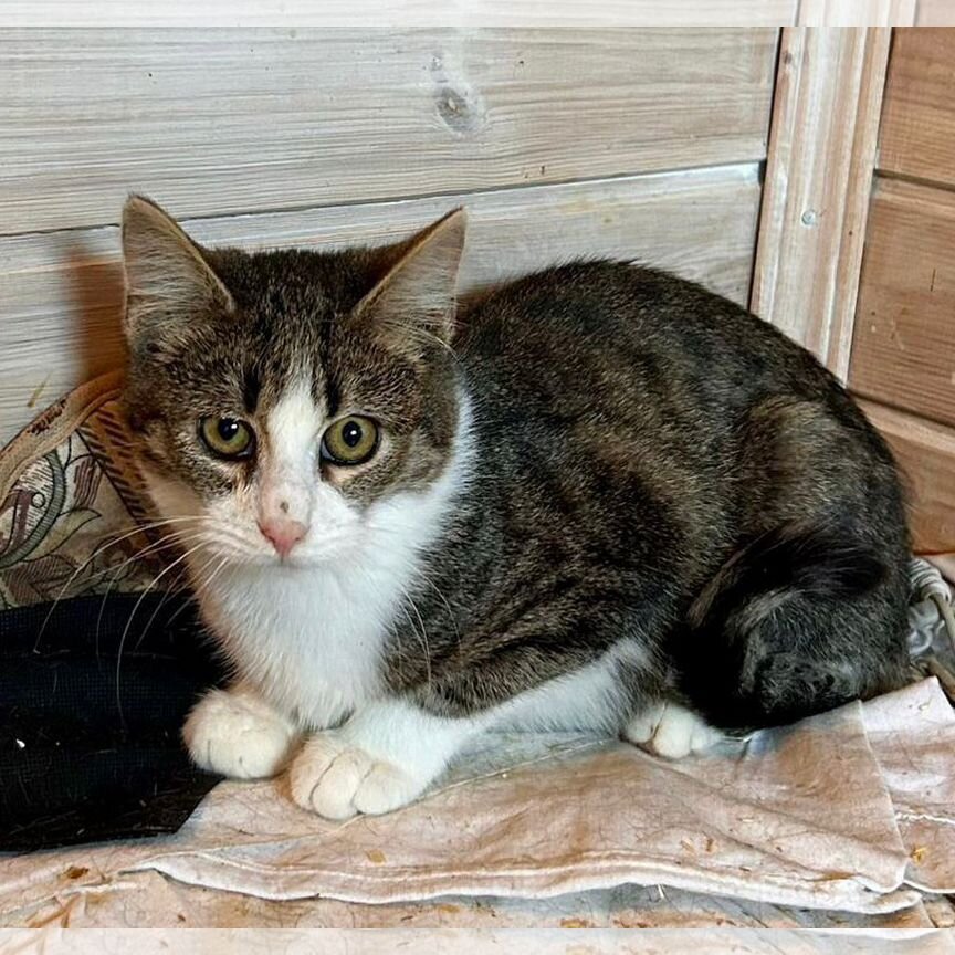 Замечательные котята