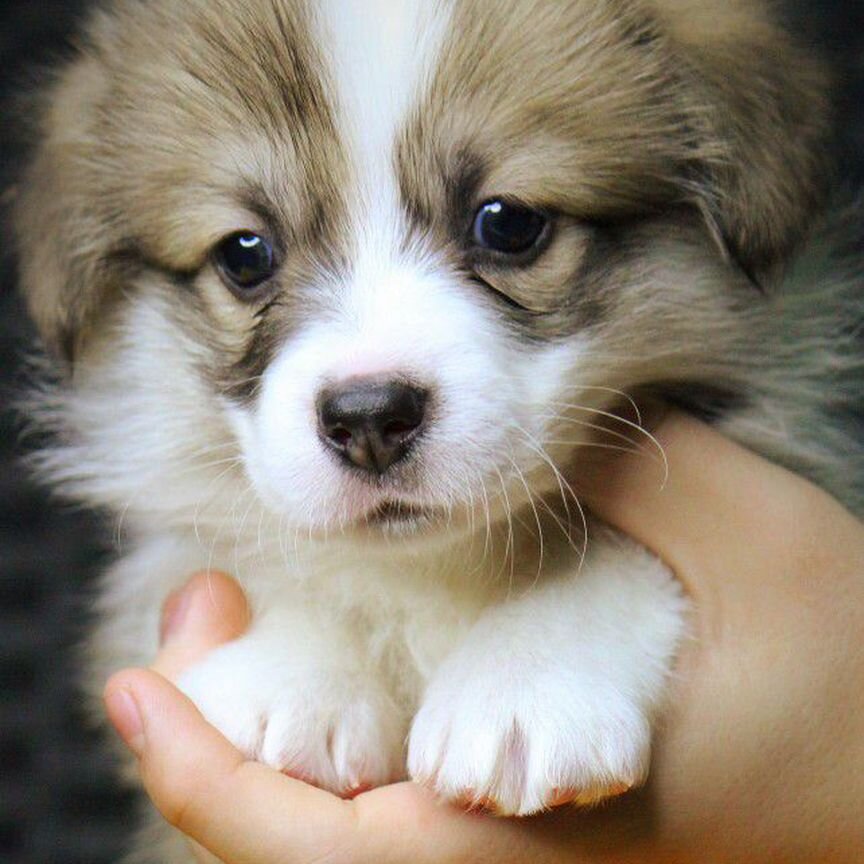 Щенки Вельш корги пемброк