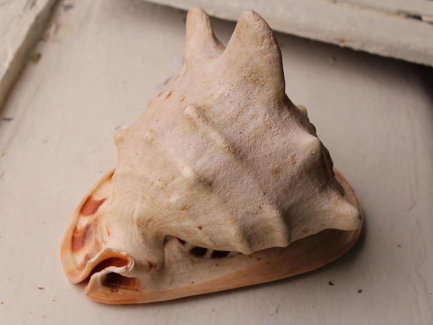 Ракушка большая, рапан, кассис, стромбус