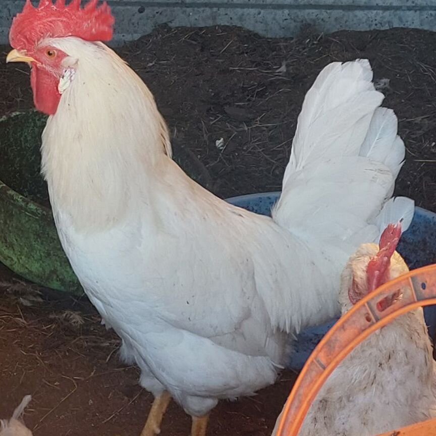 Петух домашний