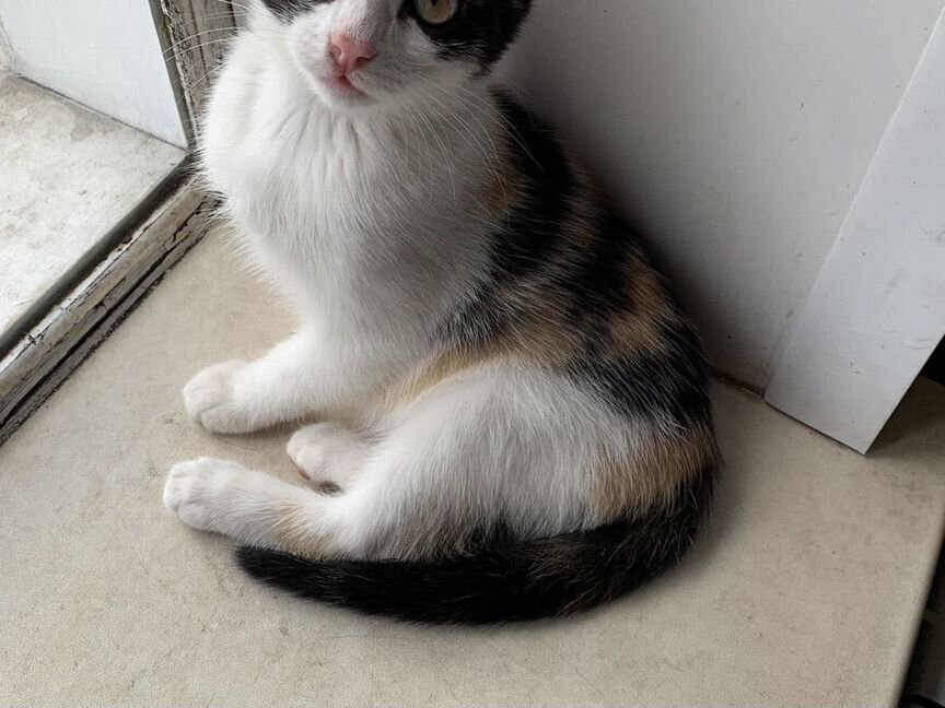 Котята в добрые руки приучены к лотку