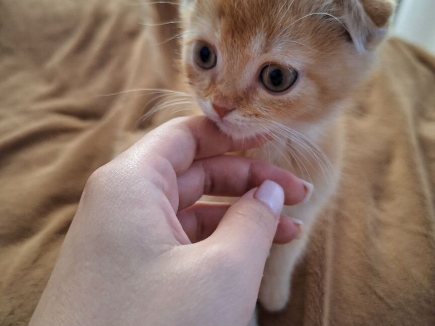 Шотландские котята