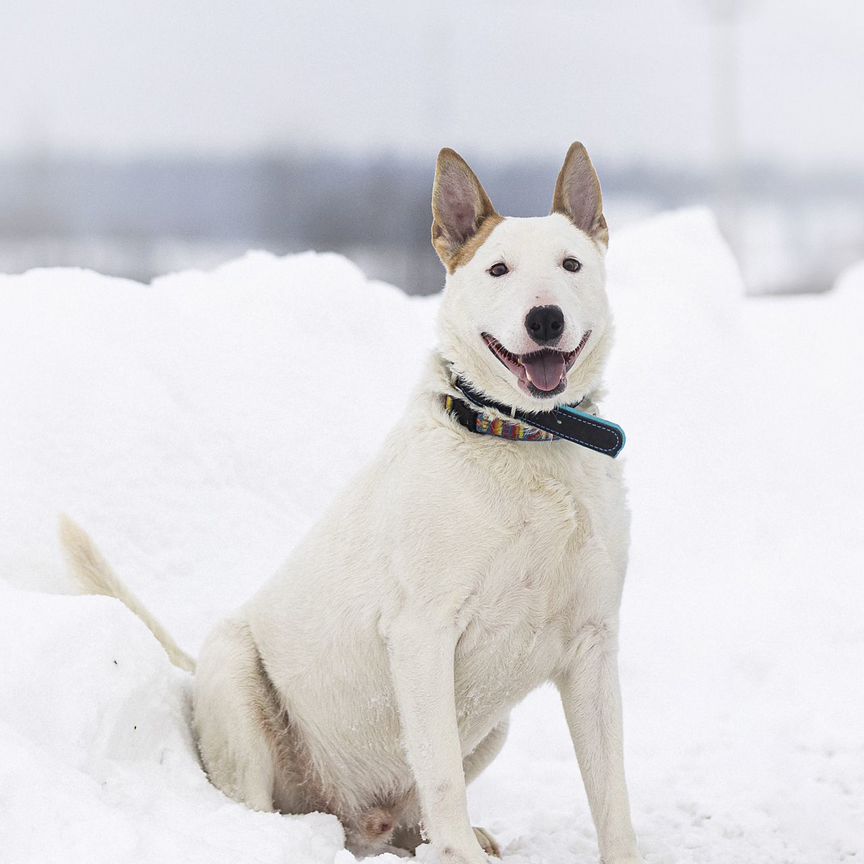 Бублик готов стать частью вашей семьи