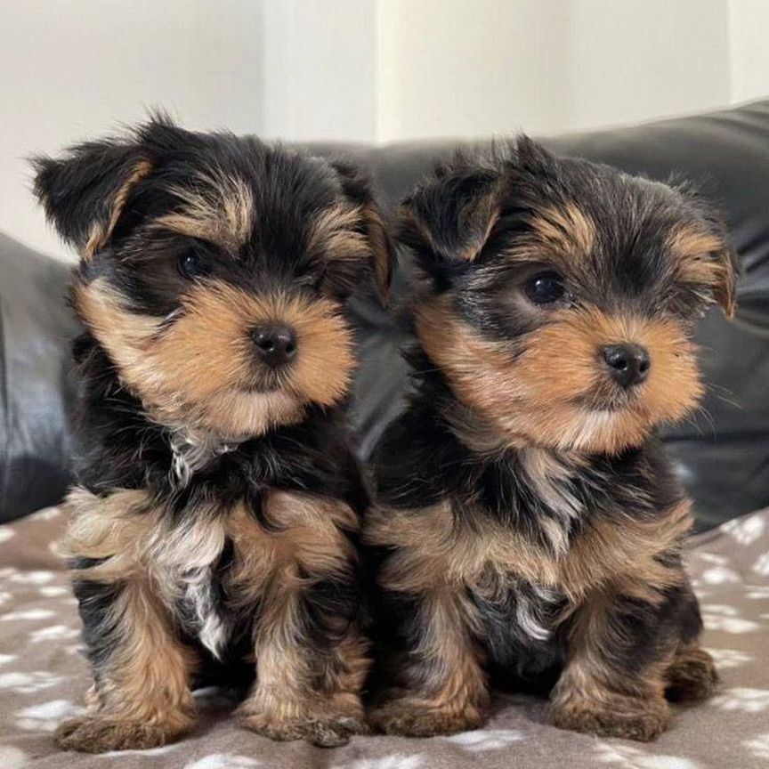 Йорки бэби фейс