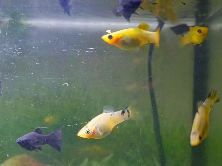 Молинезии чёрные и желтые