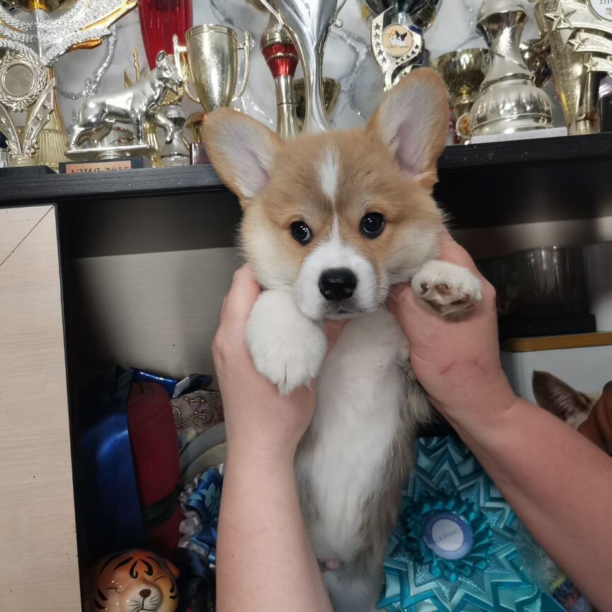 Малыши вельш - корги от гранд чемпиона