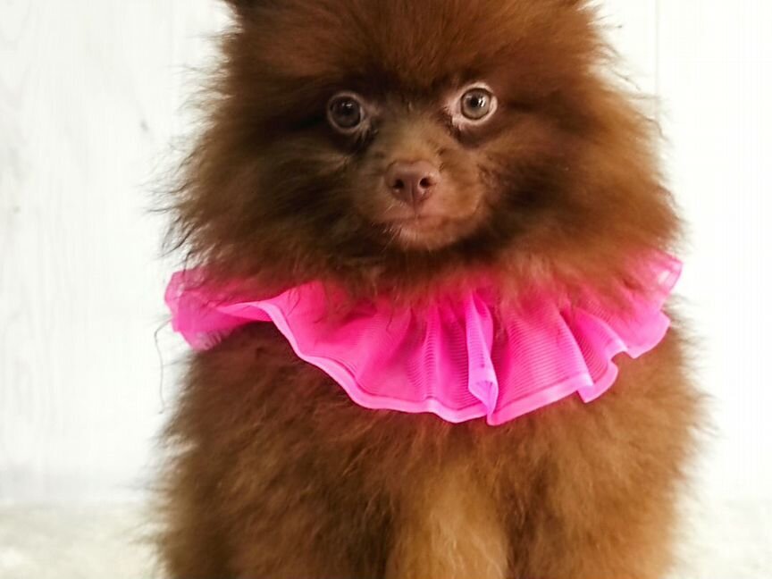 Щенок (девочка) миниатюрного шпица с документами