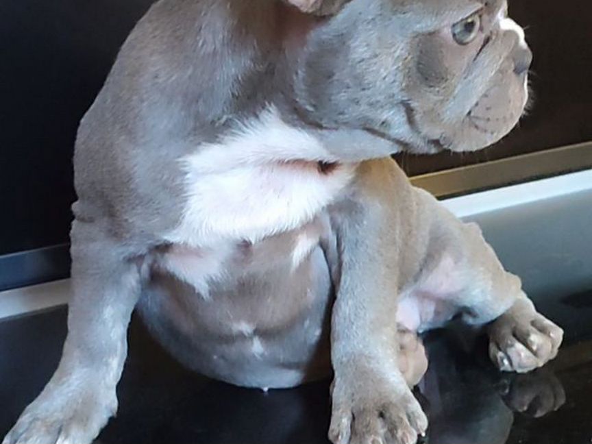 Лиловая красавица