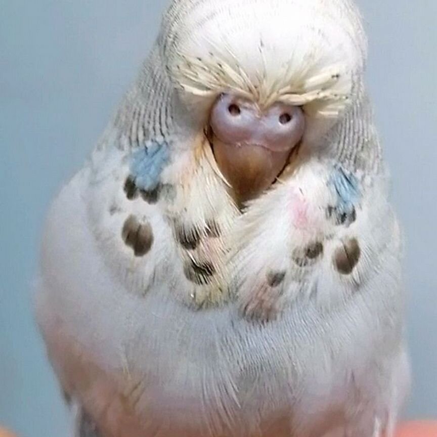 Выстовочный волнистый попугай, самочка, птенец