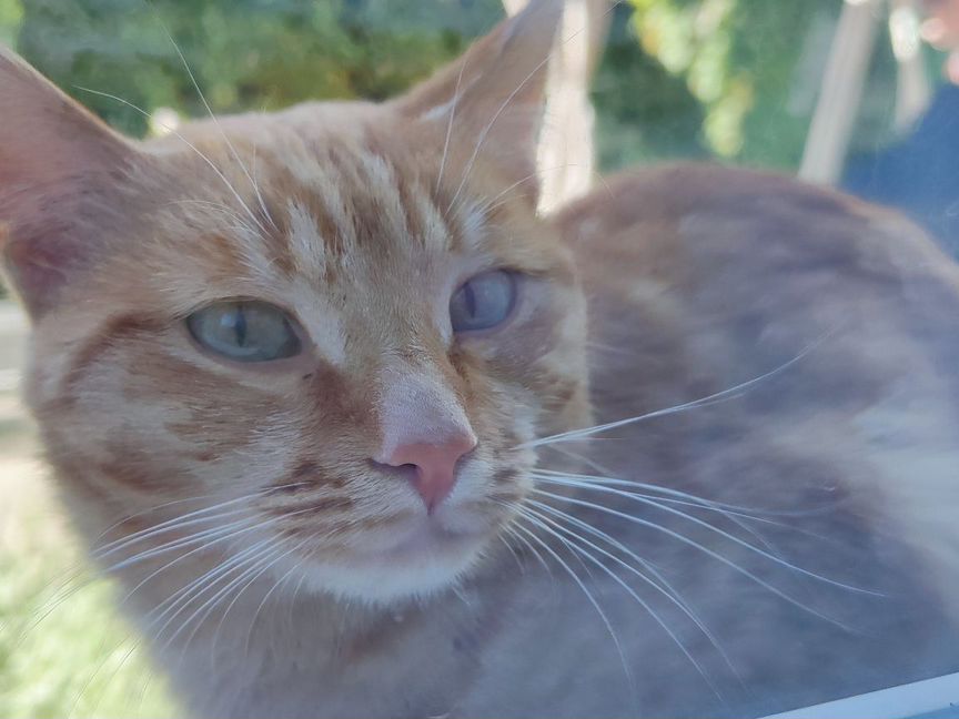 Отдам бесплатно кота