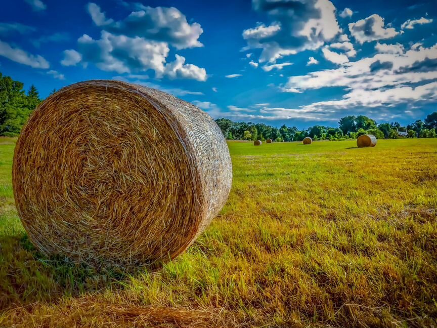 Свежее сено 2023 года