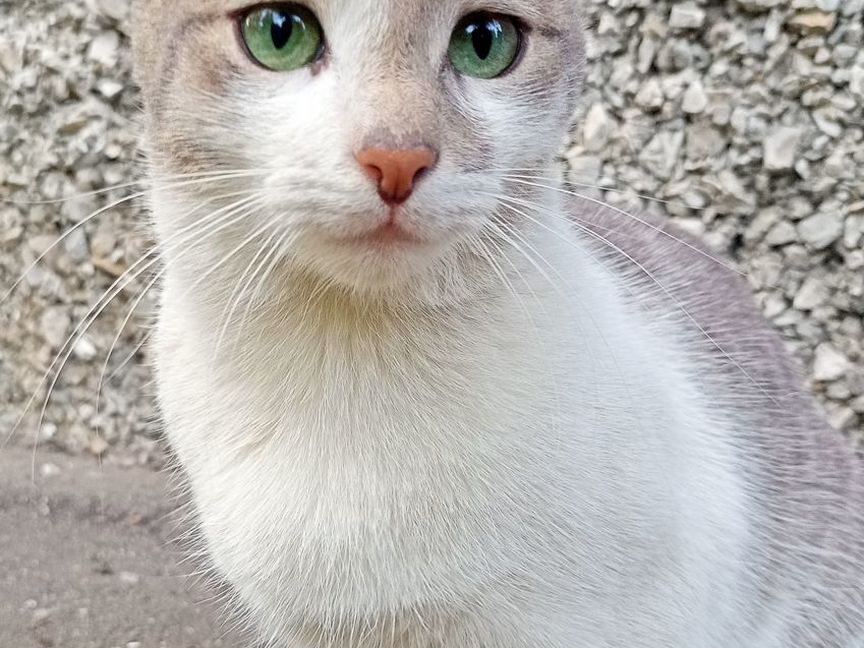 Бездомный котик с красивыми глазами