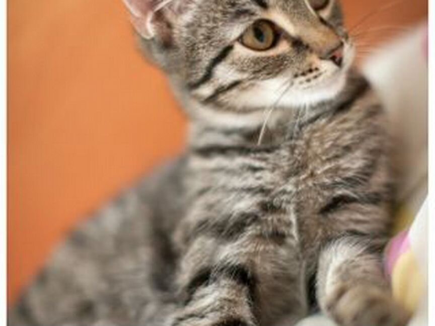 Ласковая. Подобрана во дворе. 3,5 мес