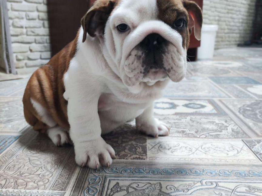 Бульдог Английский