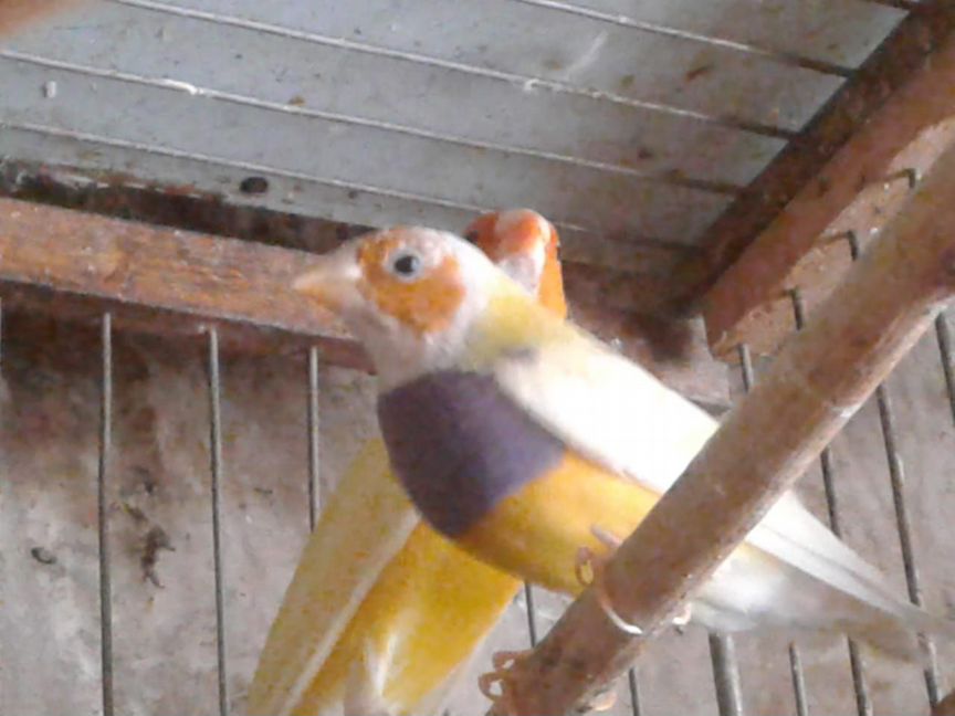 Амадины Гульда и японская Амадина