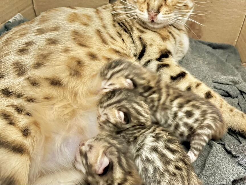 Бенгальские котята