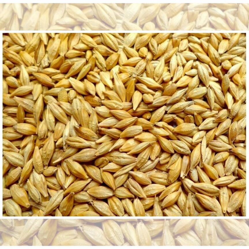 Продам ячмень