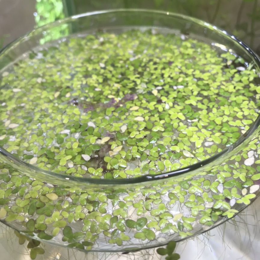 Аквариумное растение Ряска