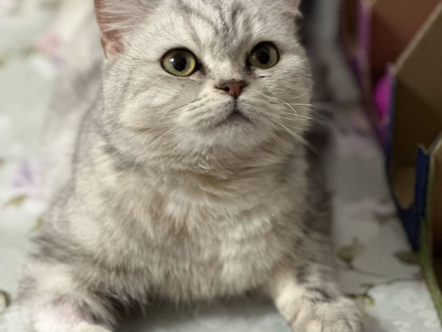 Шотландская прямоухая кошка Плюшка