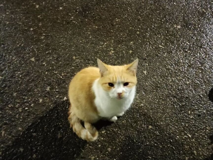 Котик в добрые руки